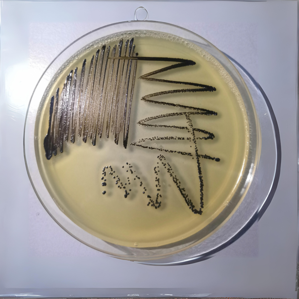 Microbiological - Lotus Laboratory | One Stop Analysis