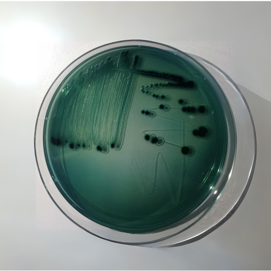 Microbiological - Lotus Laboratory | One Stop Analysis