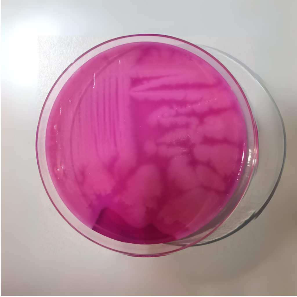 Microbiological - Lotus Laboratory | One Stop Analysis
